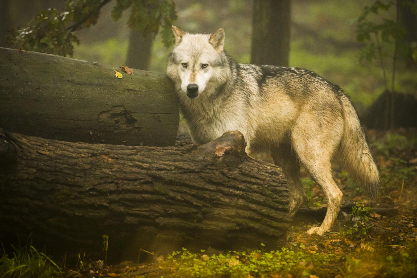 Geronimo [IMAGE] | EurekAlert! Science News Releases