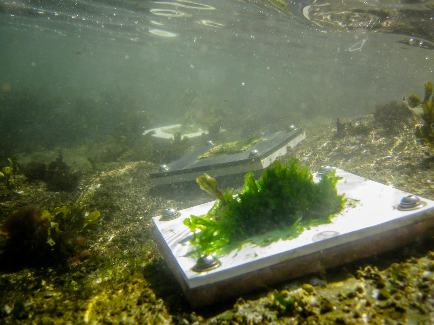 Plates Underwater [IMAGE] | EurekAlert! Science News Releases