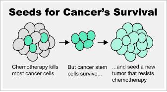 Seeds for Cancer's Survival [IMAGE] | EurekAlert! Science News Releases
