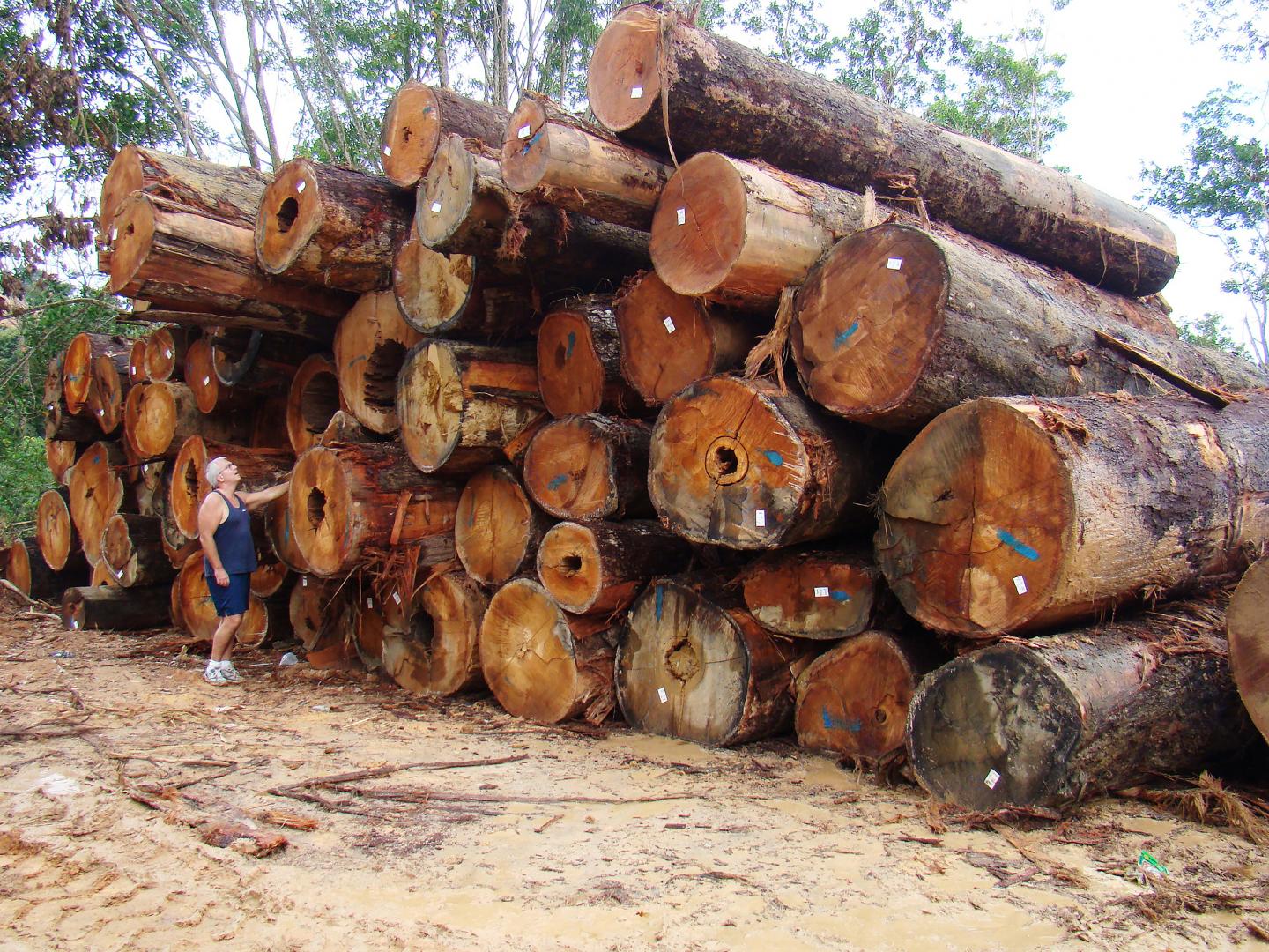 Human-driven Extinction of World's Primates I | EurekAlert!