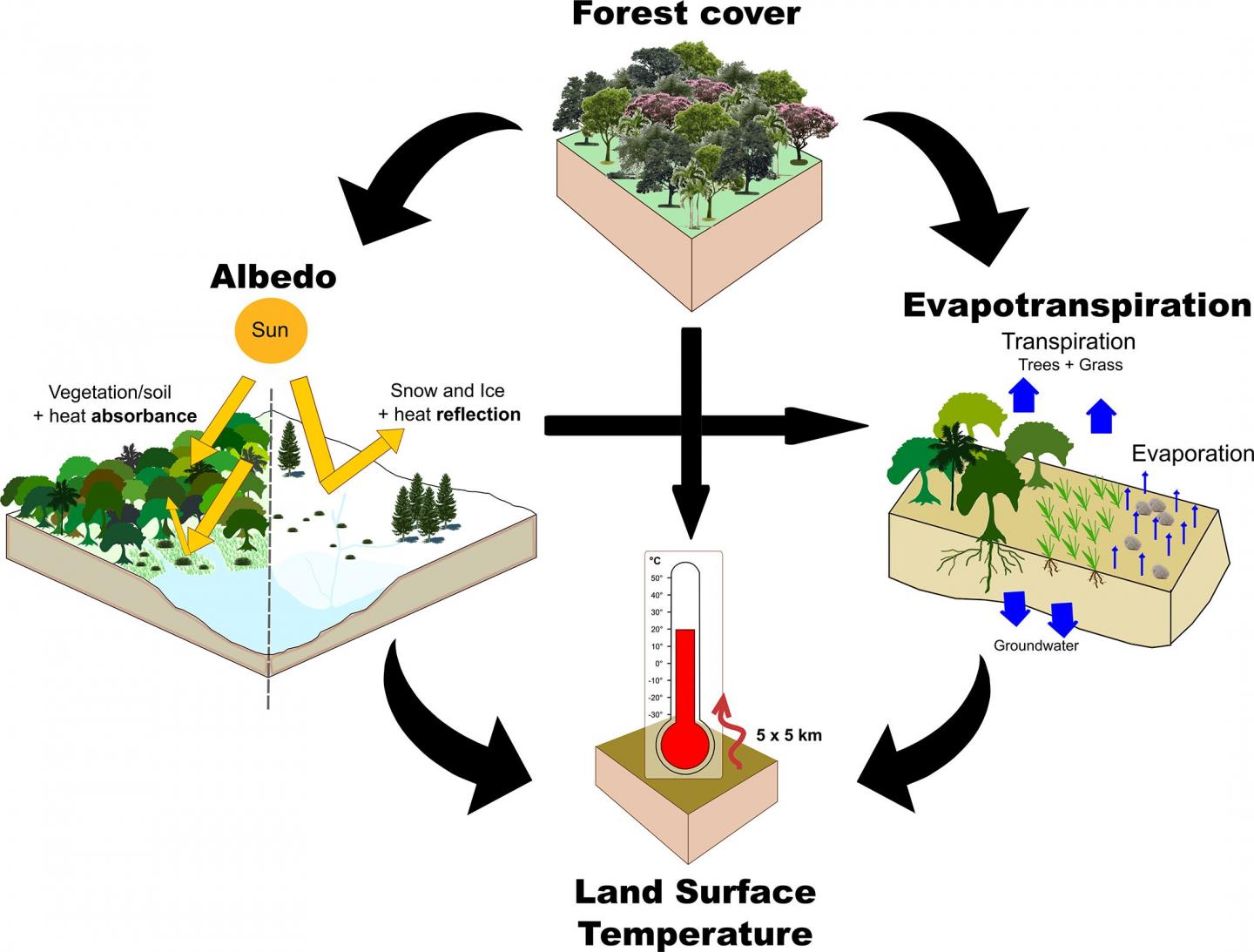Predicted deforestation in Brazil could lead | EurekAlert!