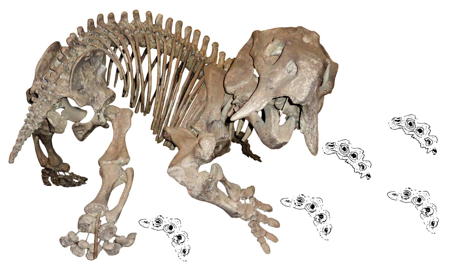 Fossil Dicynodont and Footprin [IMAGE] | EurekAlert! Science News Releases