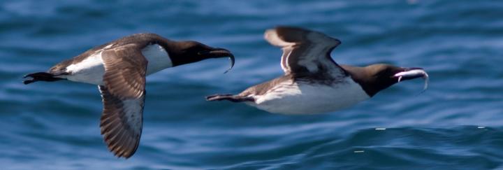 Common Murres [IMAGE] | EurekAlert! Science News Releases