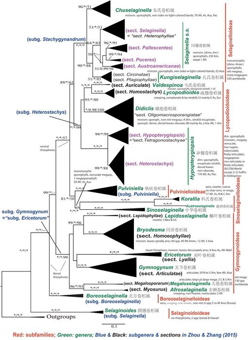 Land Plant Phylogenetic Tree