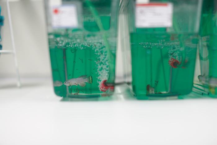 The African killifish (Notobra [IMAGE] | EurekAlert! Science News Releases