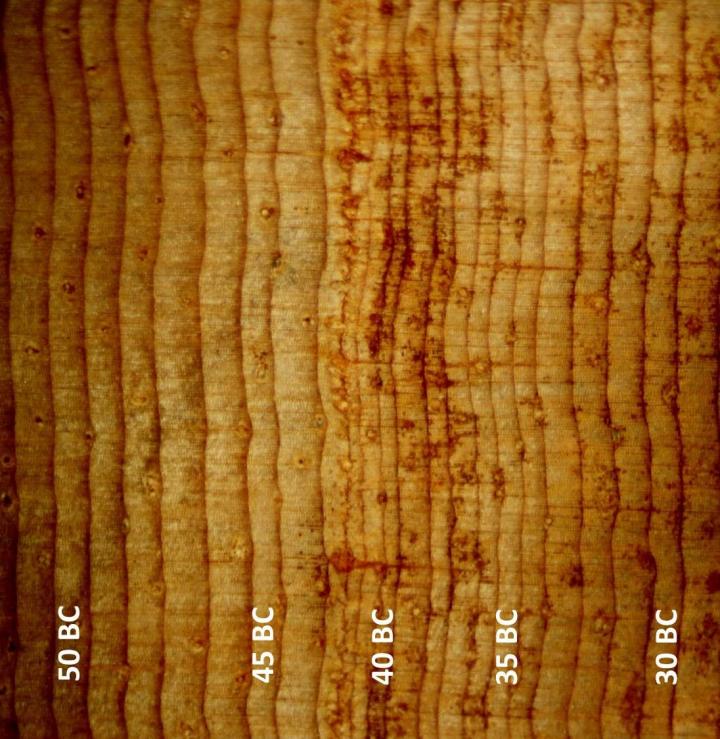 Bristlecone-Pine Tree Rings [IMAGE] | EurekAlert! Science News Releases