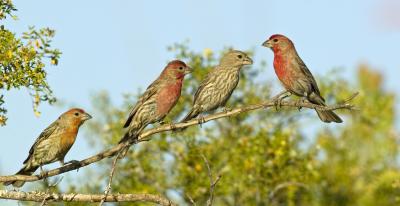 Male House Finches [IMAGE] | EurekAlert! Science News Releases