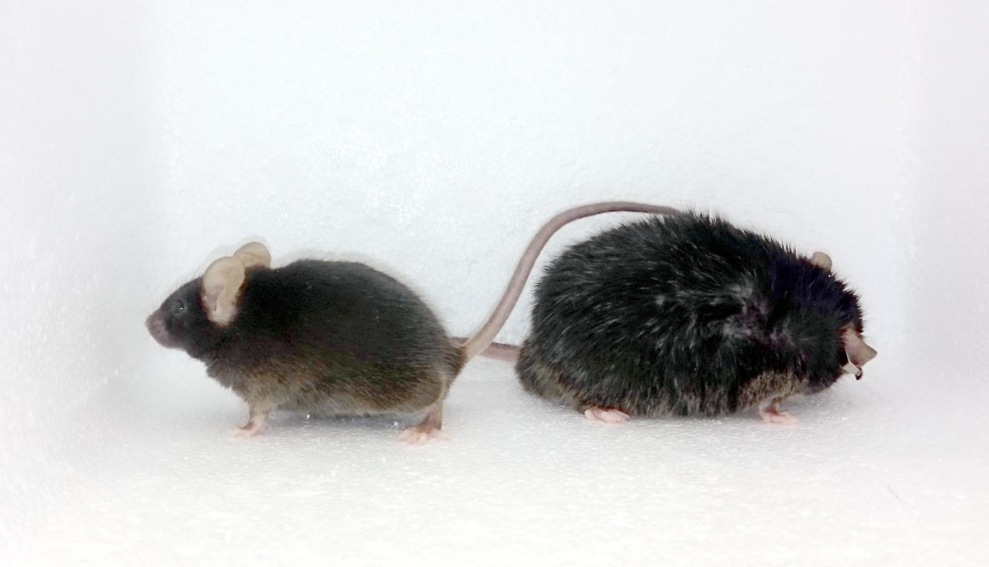 Obese and Healthy Weight Mice [IMAGE] | EurekAlert! Science News Releases