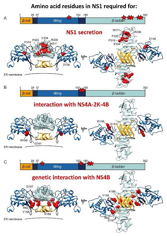 How the dengue virus replicates in infected c | EurekAlert!