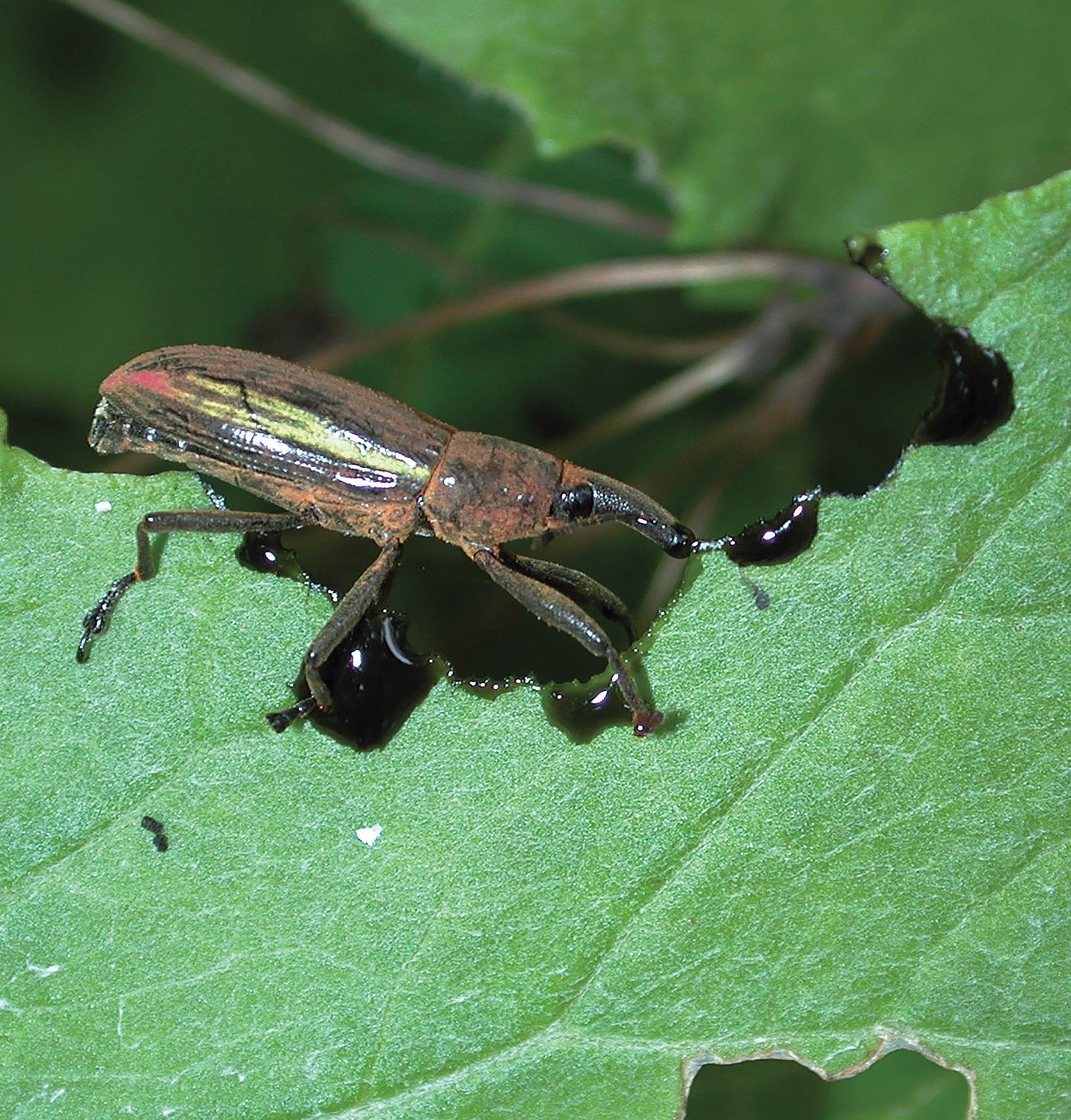 Tropical Weevil Beetle [IMAGE] | EurekAlert! Science News Releases