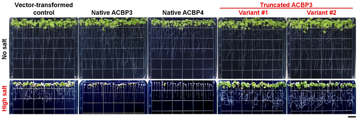 Figure 2 [IMAGE] | EurekAlert! Science News Releases