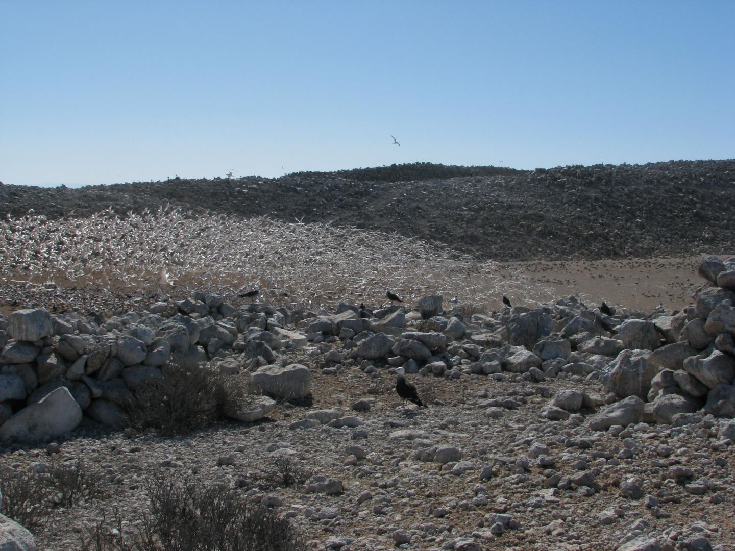 Warmer Ocean Temps, Lack of Fo [IMAGE] | EurekAlert! Science News Releases