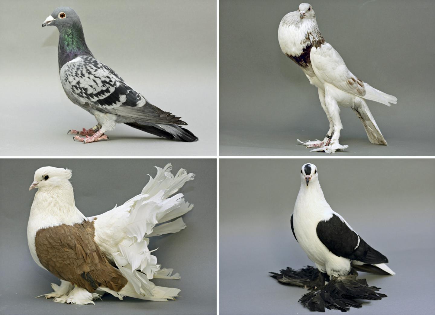 Pigeons without and with Foot [IMAGE] | EurekAlert! Science News Releases