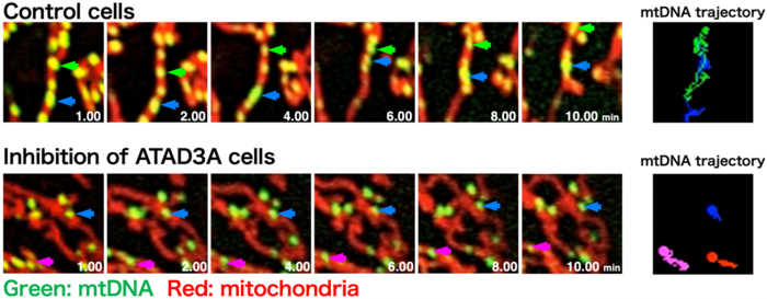 Fig. 2 [IMAGE] | EurekAlert! Science News Releases