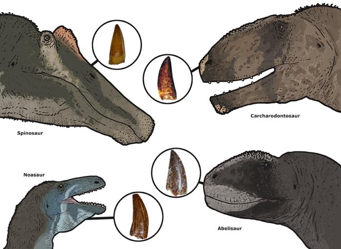 The four carnivore types revea [IMAGE] | EurekAlert! Science News Releases