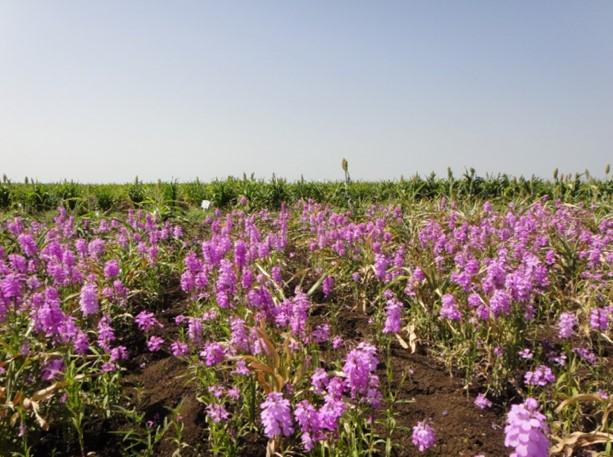 The Secret behind Witchweed's [IMAGE] | EurekAlert! Science News Releases