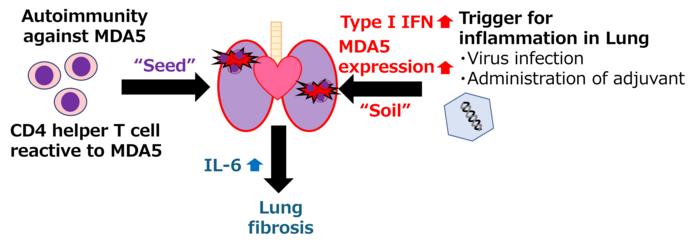 Pathogenesis in the MDA5-induc [IMAGE] | EurekAlert! Science News Releases