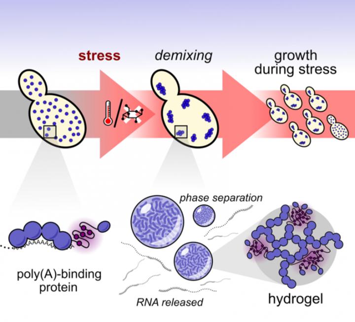 Hydrogel Formation During Phas [IMAGE] | EurekAlert! Science News Releases