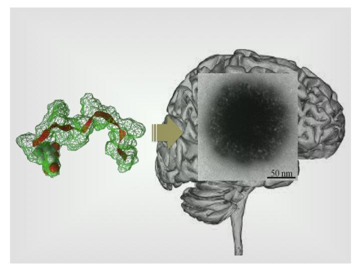 Overcoming the blood-brain-barrier: Deliverin | EurekAlert!
