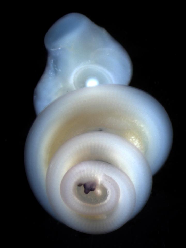 Corn Snake Embryo (1 of 2) [IMAGE] | EurekAlert! Science News Releases