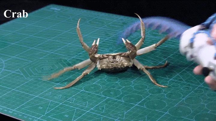 Crab Grab Gif [IMAGE] | EurekAlert! Science News Releases