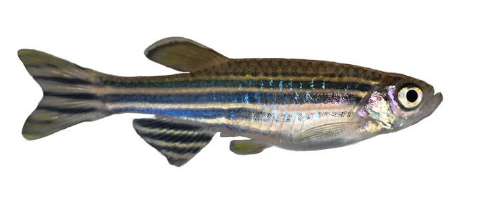 How did the zebrafish get its stripes? Resear | EurekAlert!