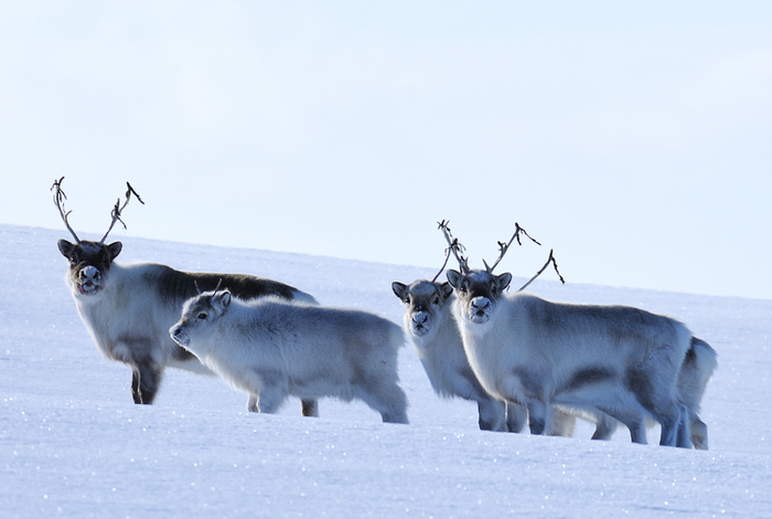 Svalbard reindeer [IMAGE] | EurekAlert! Science News Releases