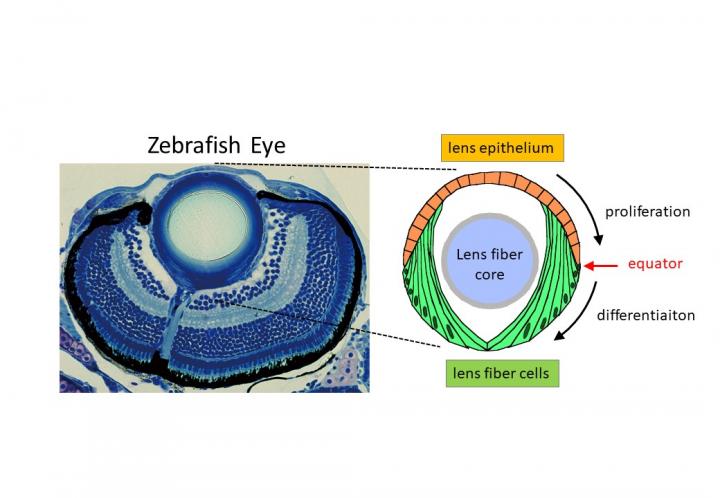 Zebrafish Lens [IMAGE] | EurekAlert! Science News Releases