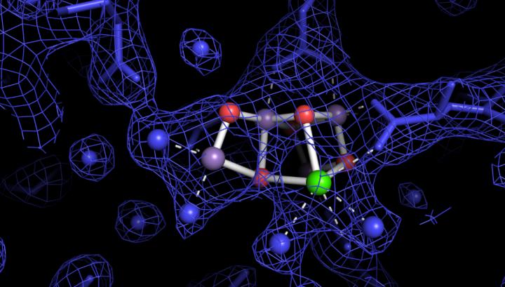 Watching how plants make oxygen | EurekAlert!