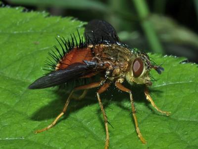 Costa Rica Fly [IMAGE] | EurekAlert! Science News Releases