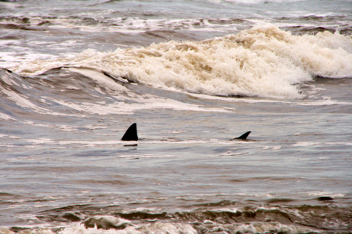 Surf’s up (and don’t mind the sharks) | EurekAlert!