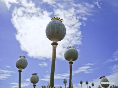 Opium Poppy Provides Recipe for Anti-Cancer A | EurekAlert!