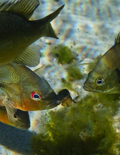 Bluegills [IMAGE] | EurekAlert! Science News Releases
