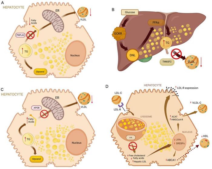 Pathogenesis of fatty liver ac [IMAGE] | EurekAlert! Science News Releases