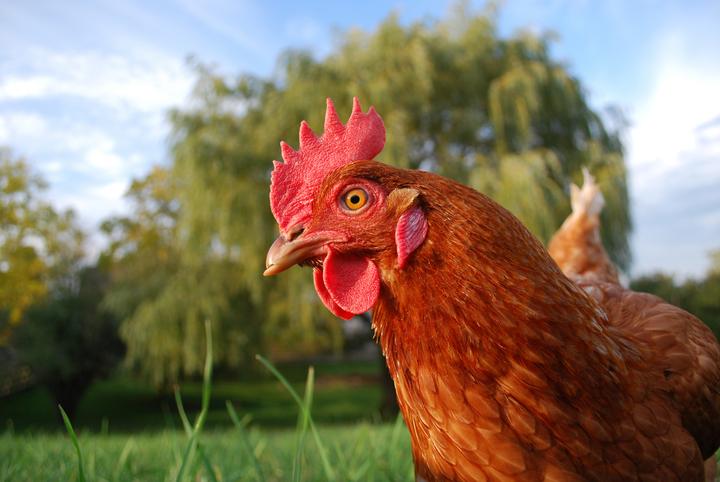 Reframing Chicken Intelligence [IMAGE] | EurekAlert! Science News Releases