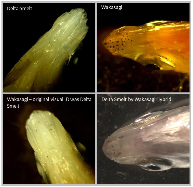 Smelt Comparisons [IMAGE] | EurekAlert! Science News Releases