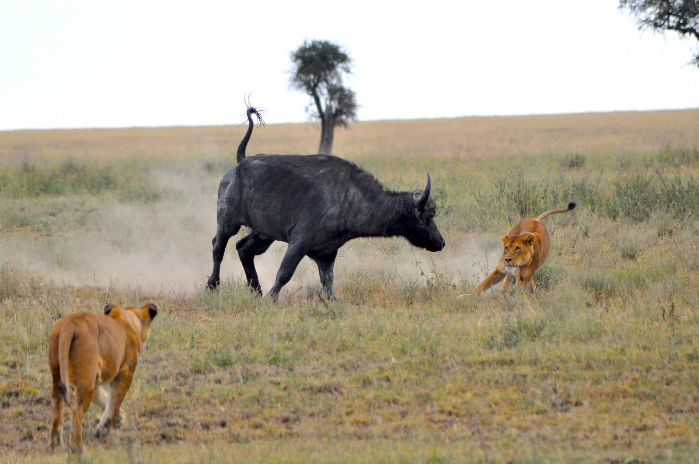 Predator-Prey Pattern Consiste [IMAGE] | EurekAlert! Science News Releases