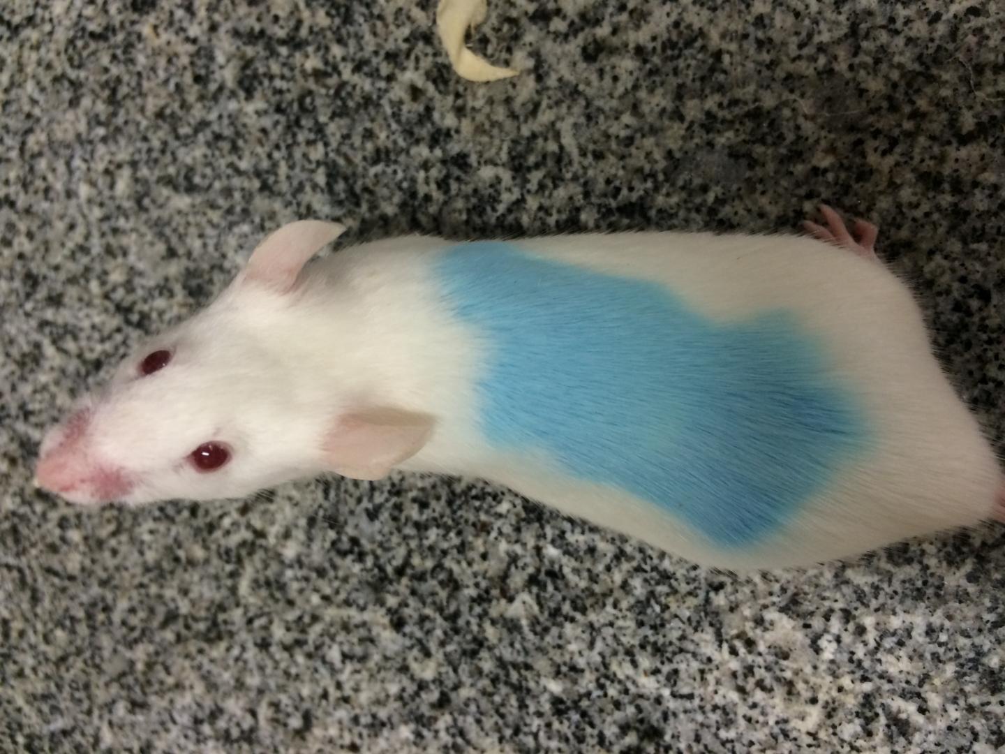Calorie Restriction Diet Mouse [IMAGE] | EurekAlert! Science News Releases