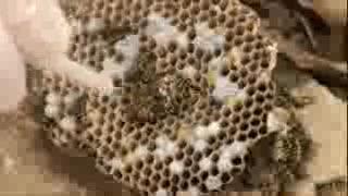 Social Insects | EurekAlert!