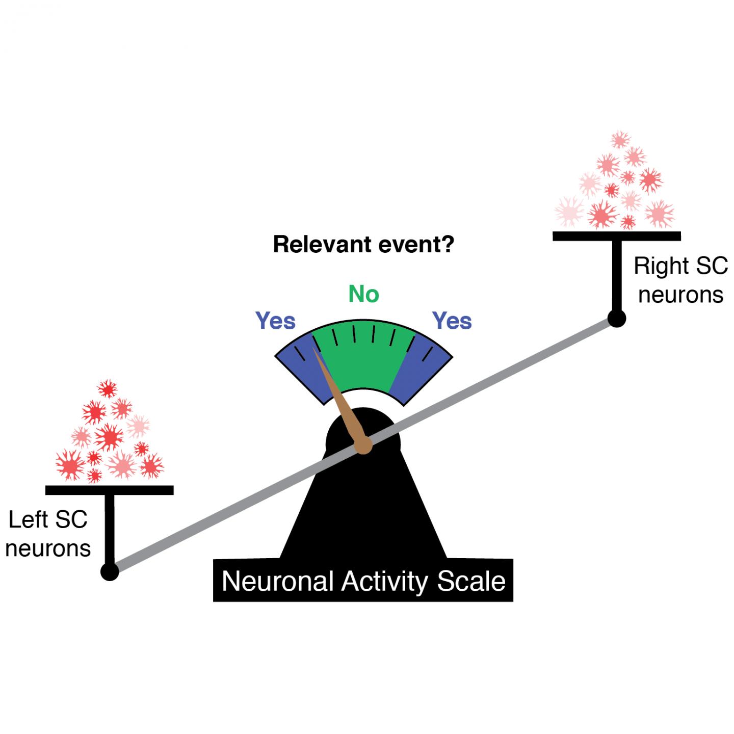 Neuronal Activity Scale [IMAGE] | EurekAlert! Science News Releases