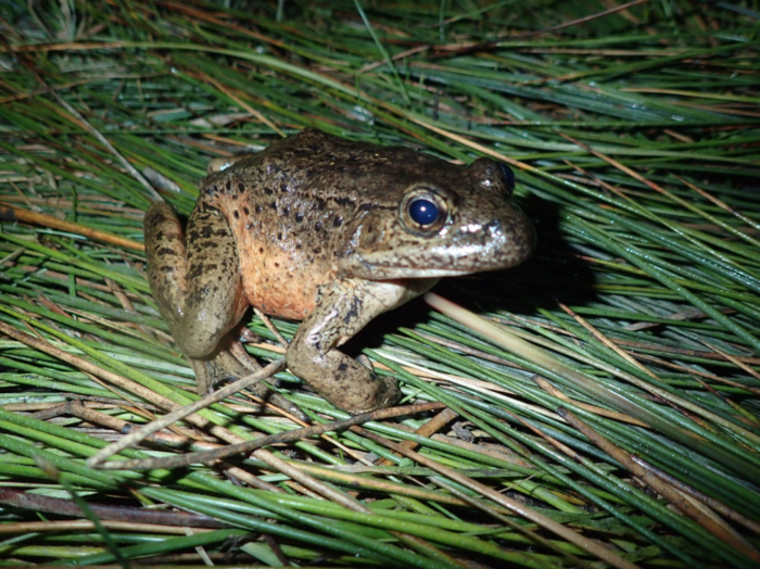 California Red Legged Frog [IMAGE] | EurekAlert! Science News Releases