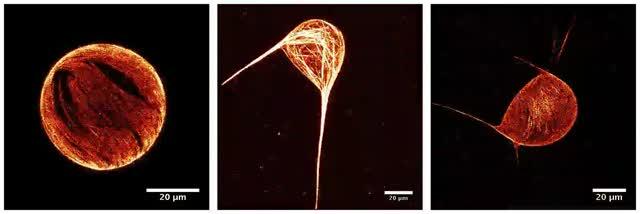 Soft, Shape-Shifting Materials (2 of 2) | EurekAlert!