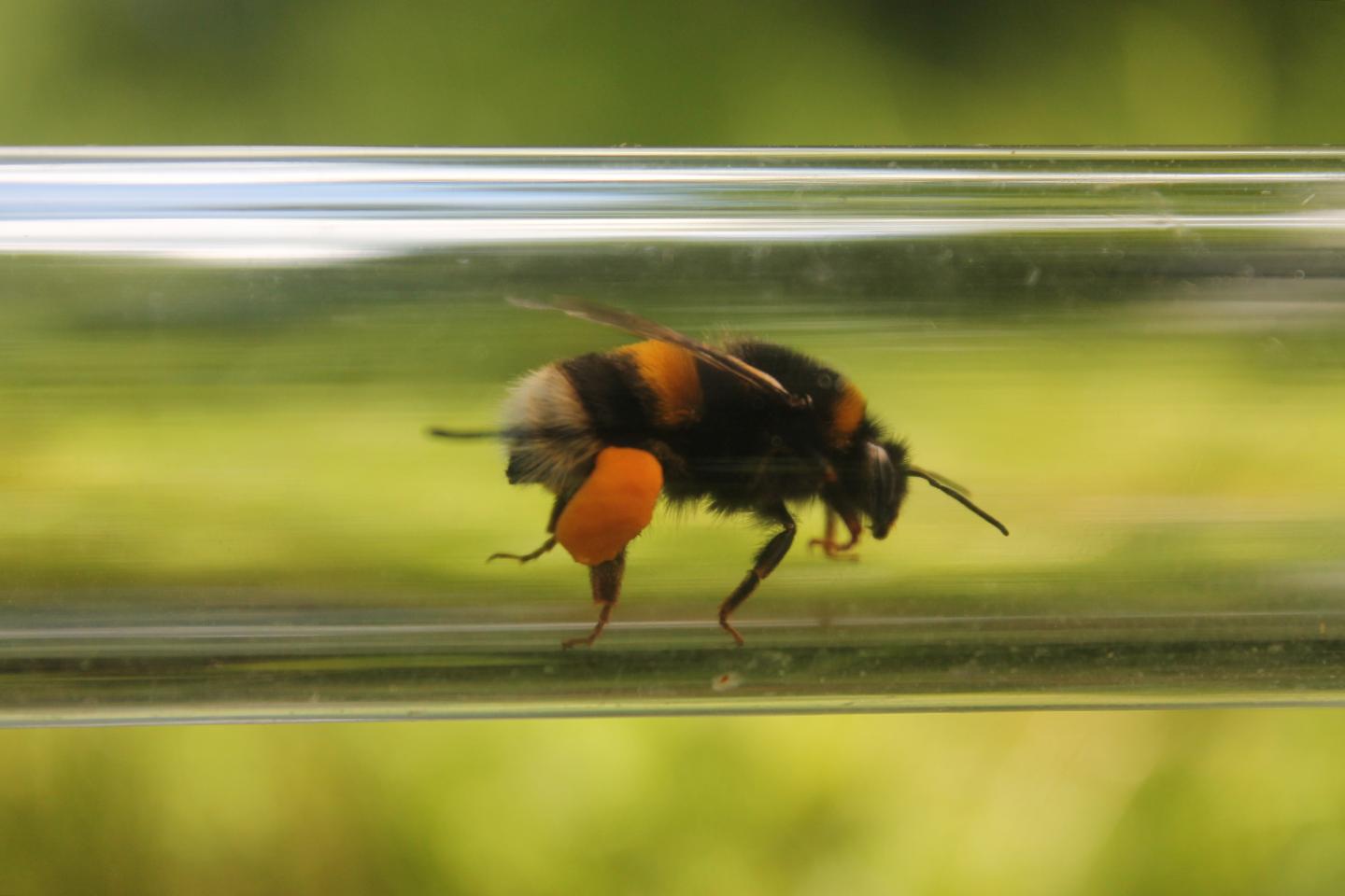 Bees in the Experiment (2 of 3 [IMAGE] | EurekAlert! Science News Releases