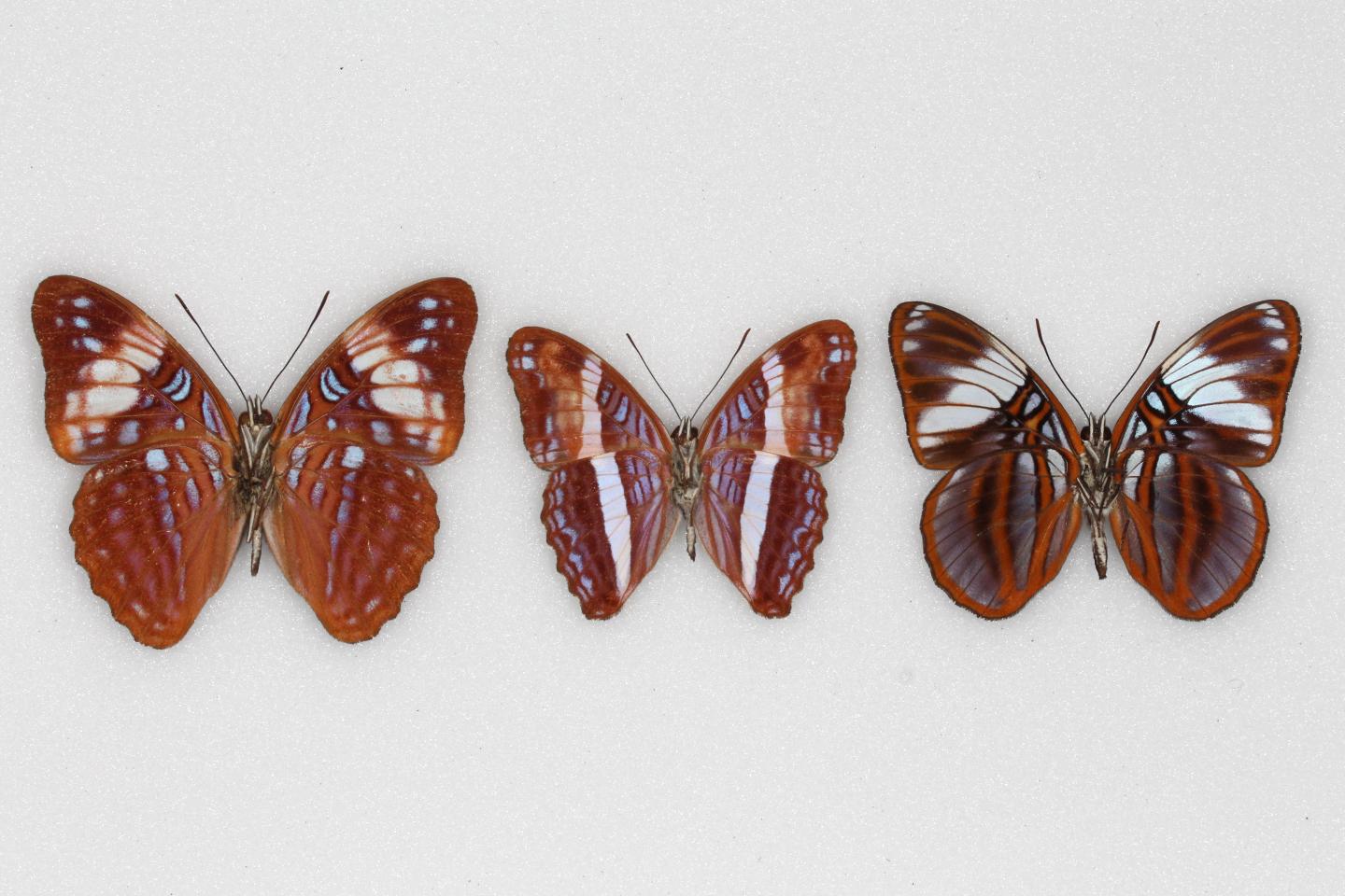 Patterns in Tropical Butterfli [IMAGE] | EurekAlert! Science News Releases