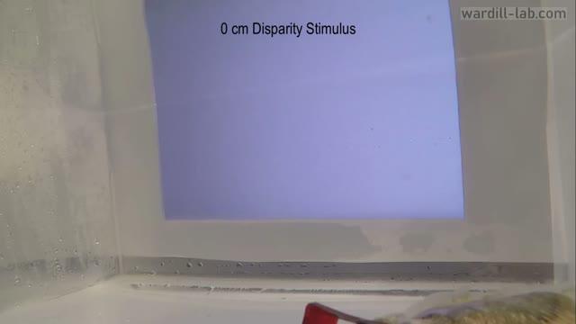 Cuttlefish Use Depth Perception Similar to Ve | EurekAlert!