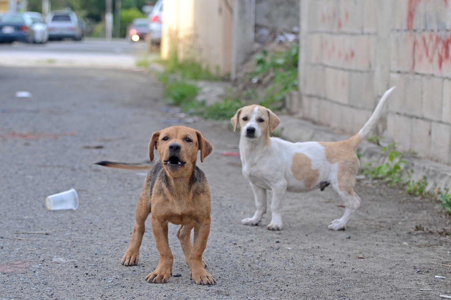 Street Dogs [IMAGE] | EurekAlert! Science News Releases