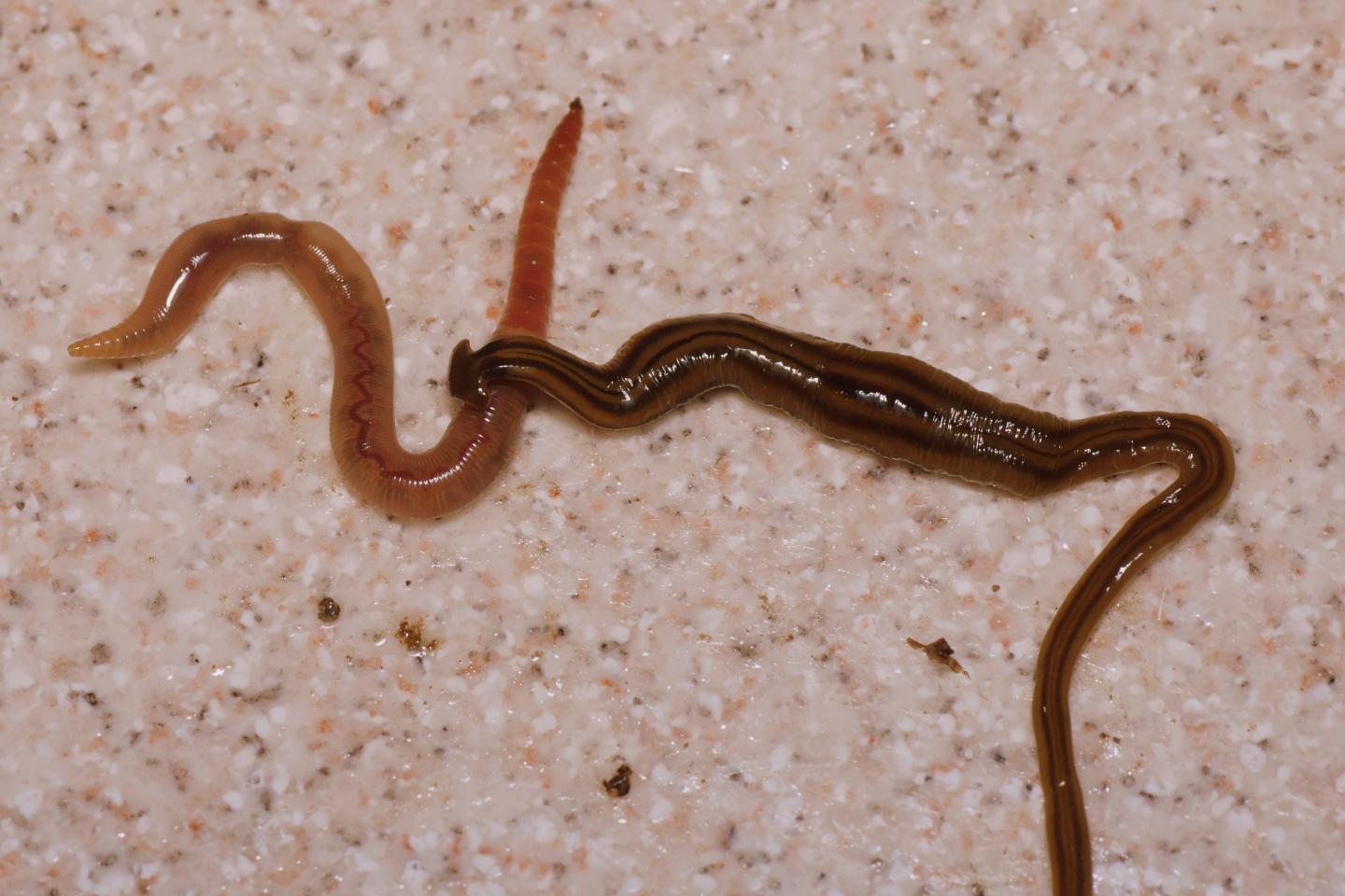 Giant Worm vs Earthworm [IMAGE] | EurekAlert! Science News Releases