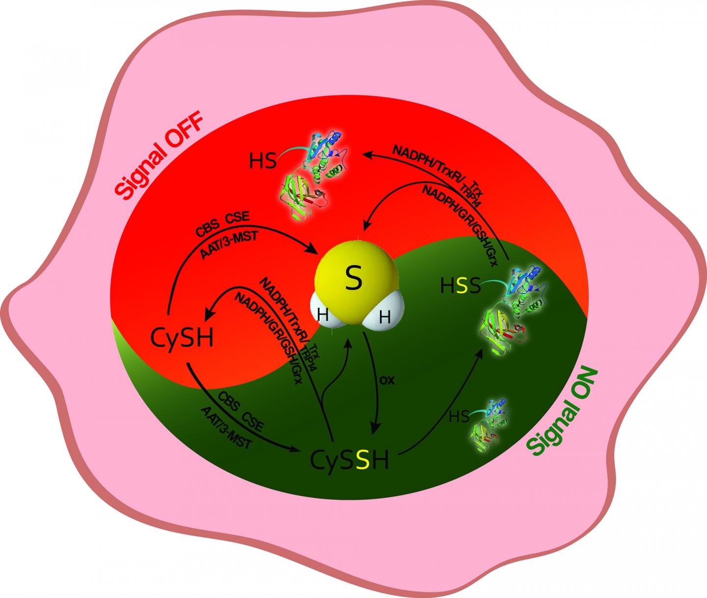 A novel persulfide detection method reveals p | EurekAlert!