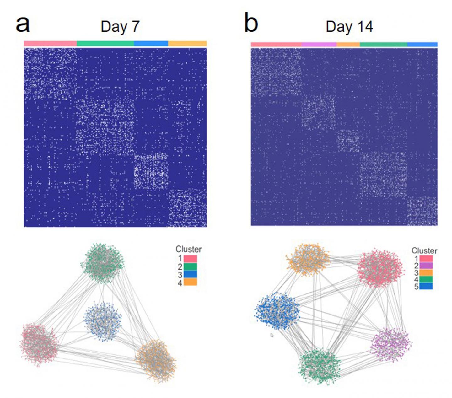 Cell Heterogeneity Revealed by [IMAGE] | EurekAlert! Science News Releases