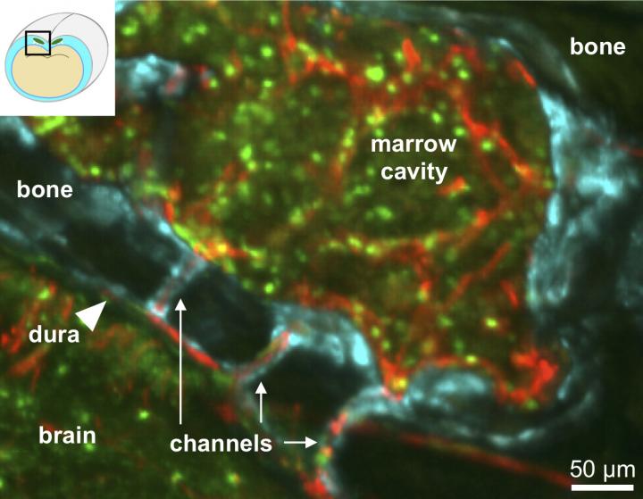 Microscopic Channels Connect S [IMAGE] | EurekAlert! Science News Releases
